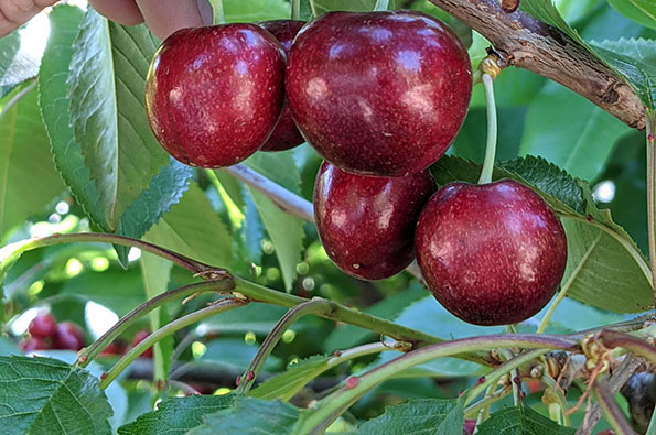 Cherry USA - AlgaEnergy North America